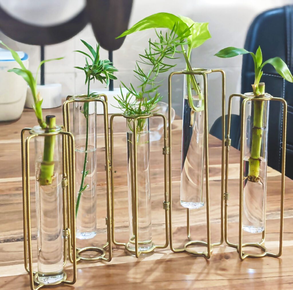 Exclusive Test Tube Planter| Glass Test Tube ; Set Of 5(test Tube+stand ...